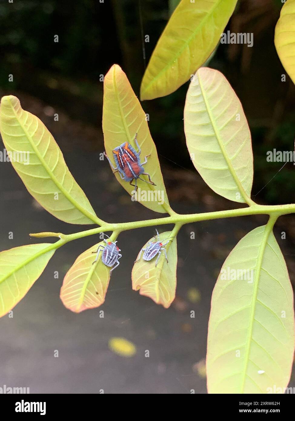 Lychee Stink Bug (Tessaratoma papillosa) Insecta Stock Photo - Alamy Lychee Stink Bug (Tessaratoma papillosa) Insecta Stock Photo - Alamy