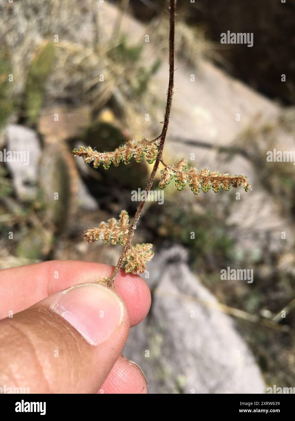 Wooton's lace fern (Myriopteris wootonii) Plantae Stock Photo - Alamy