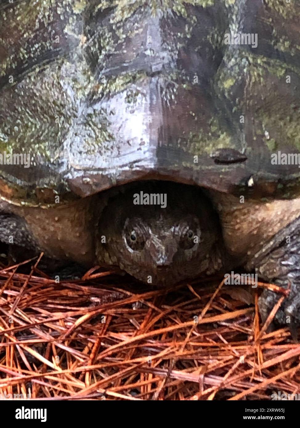 Common Snapping Turtle (Chelydra serpentina) Reptilia Stock Photo - Alamy