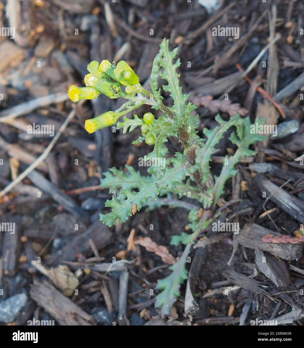 common groundsel (Senecio vulgaris) Plantae Stock Photo - Alamy