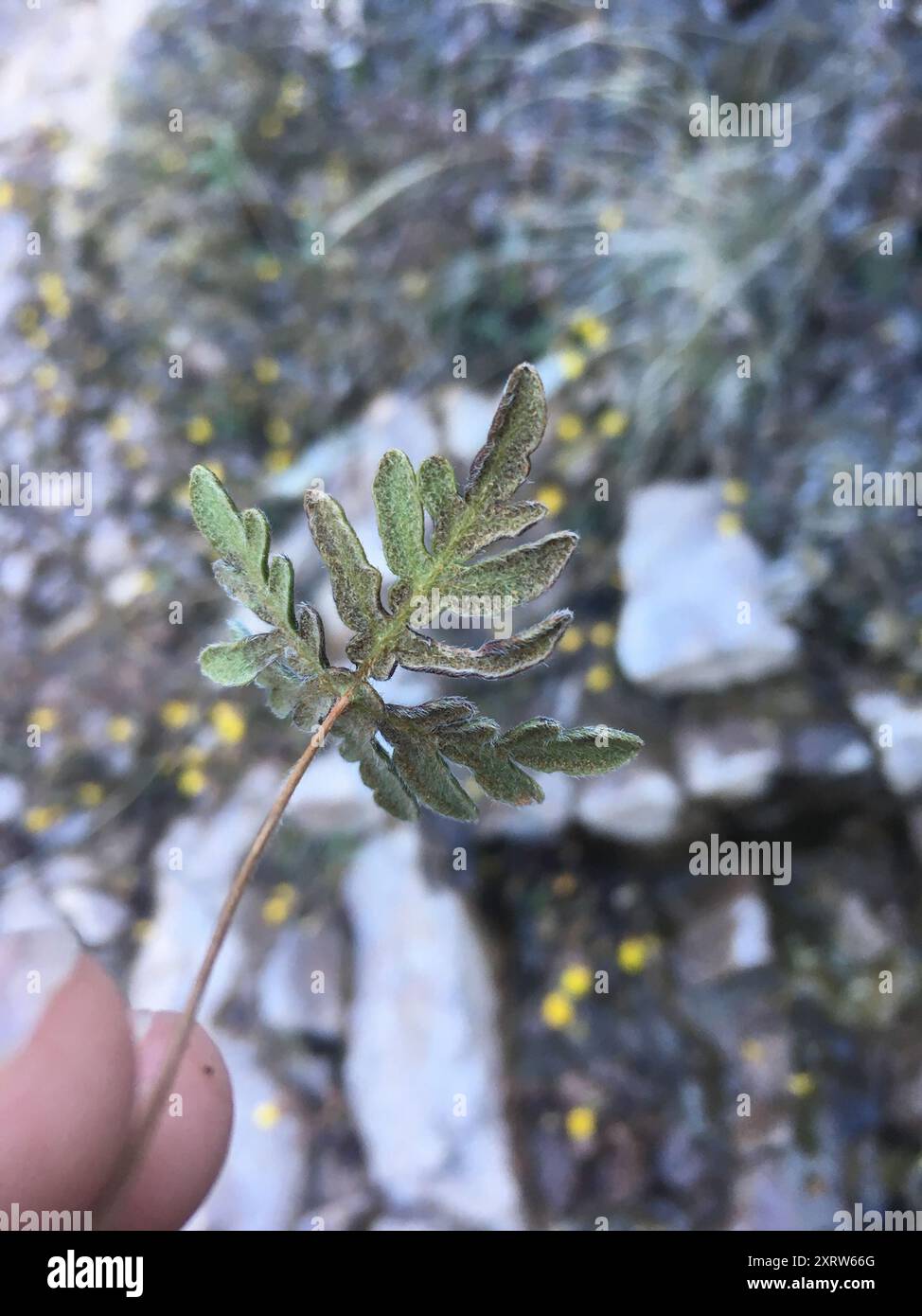 copper fern (Bommeria hispida) Plantae Stock Photo - Alamy