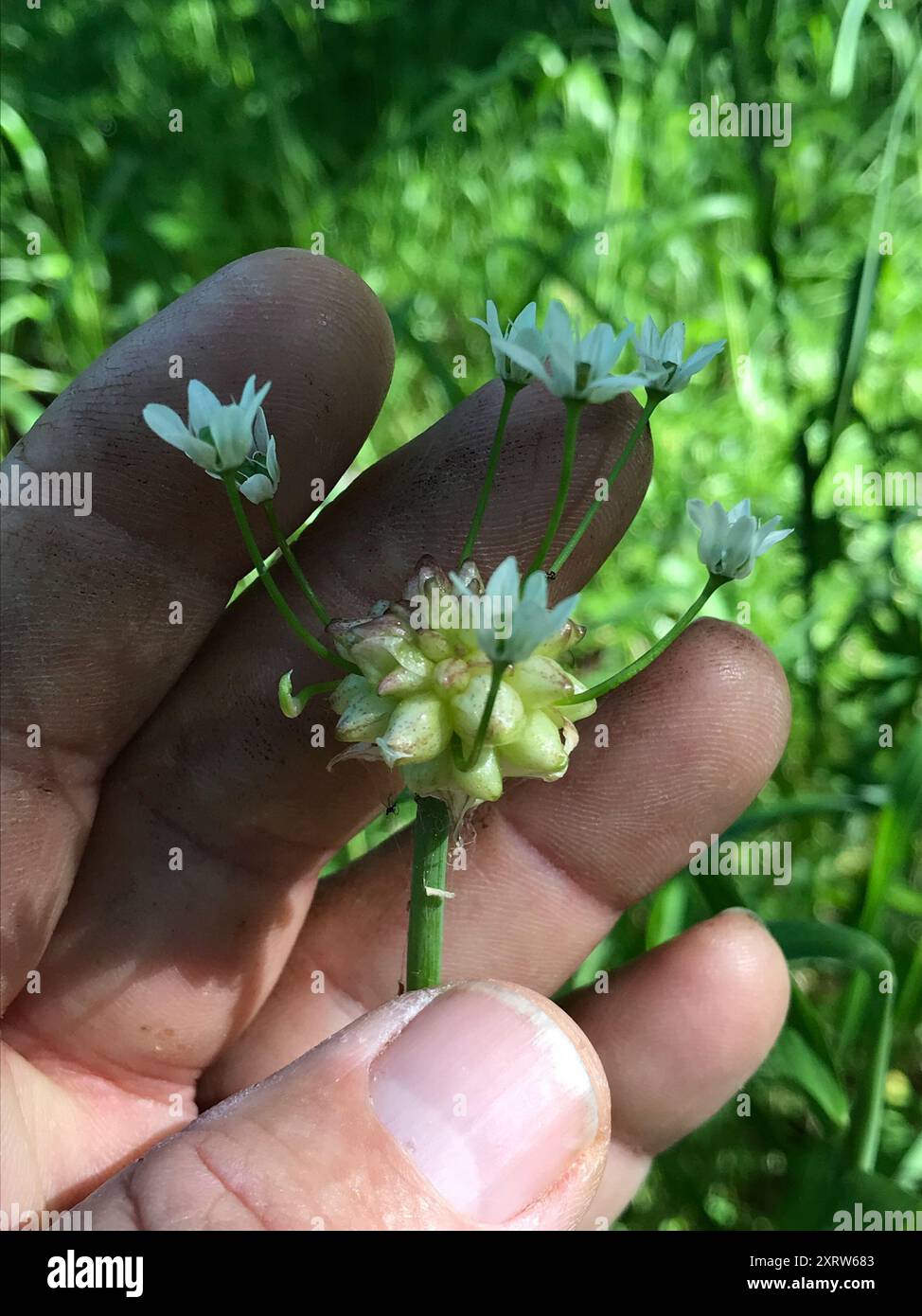 Canadian Meadow garlic (Allium canadense) Plantae Stock Photo - Alamy
