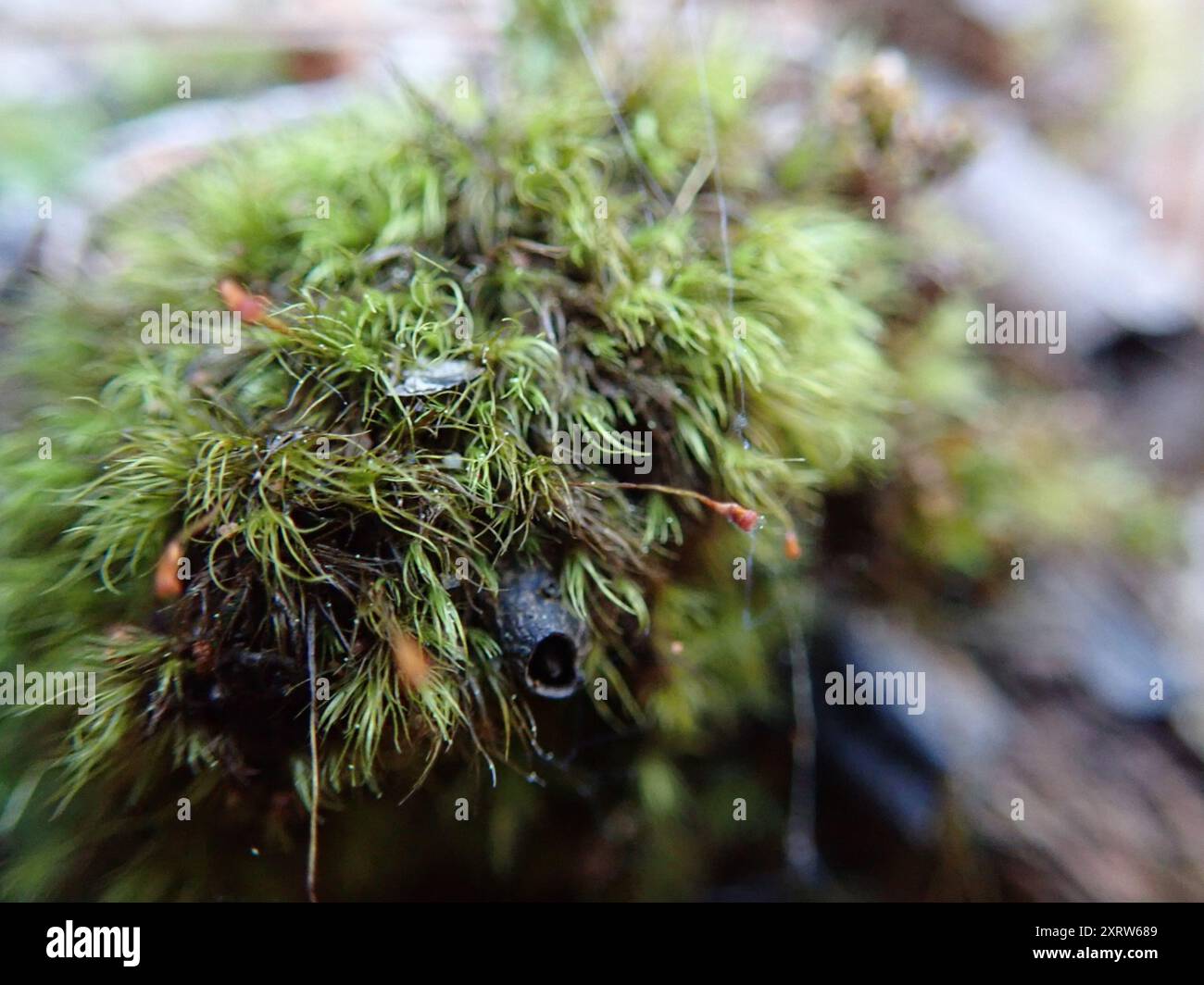 Silky Forklet-moss (Dicranella heteromalla) Plantae Stock Photo - Alamy
