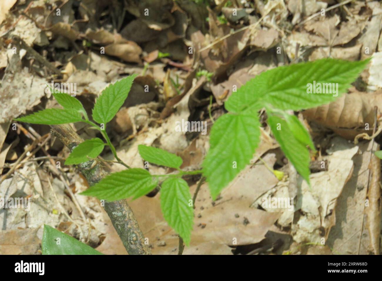 hackberries (Celtis) Plantae Stock Photo - Alamy