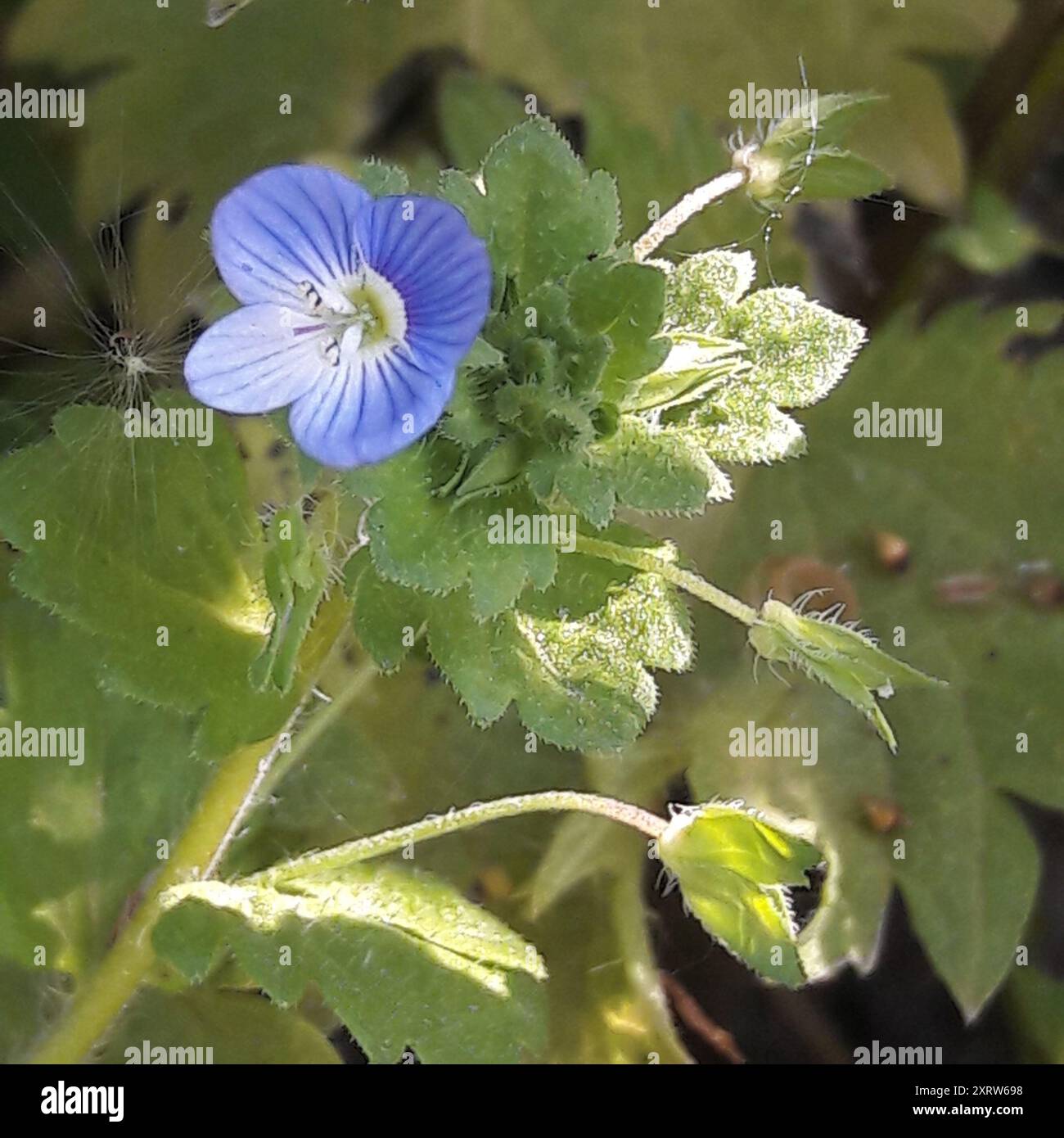 bird's-eye speedwell (Veronica persica) Plantae Stock Photo - Alamy