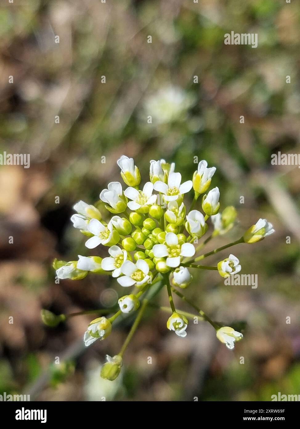 garlic penny-cress (Mummenhoffia alliacea) Plantae Stock Photo - Alamy