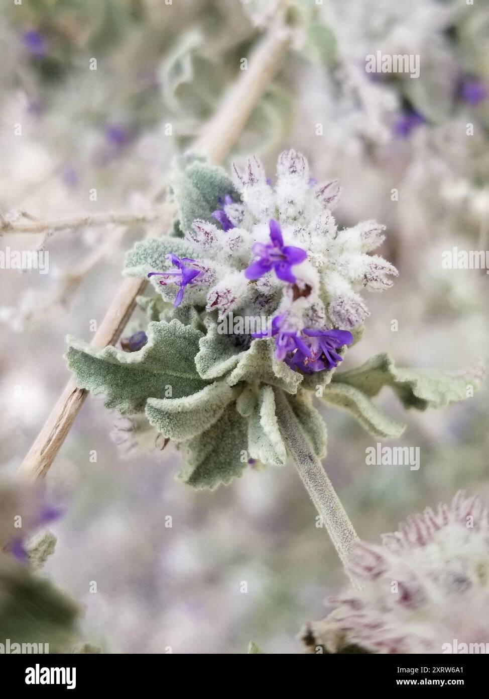 desert lavender (Condea emoryi) Plantae Stock Photo - Alamy