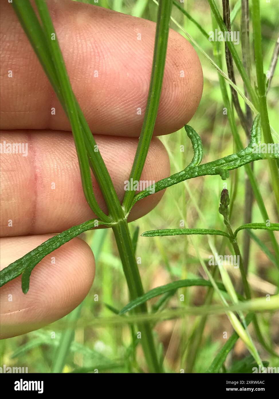 Texas vervain (Verbena halei) Plantae Stock Photo - Alamy