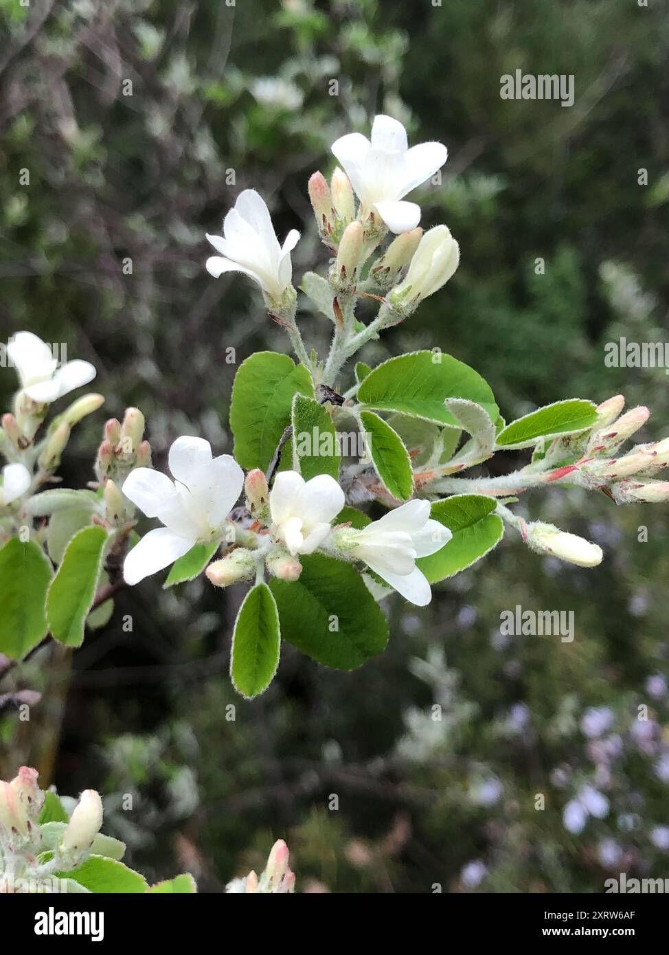 Snowy Mespilus (Amelanchier ovalis) Plantae Stock Photo - Alamy