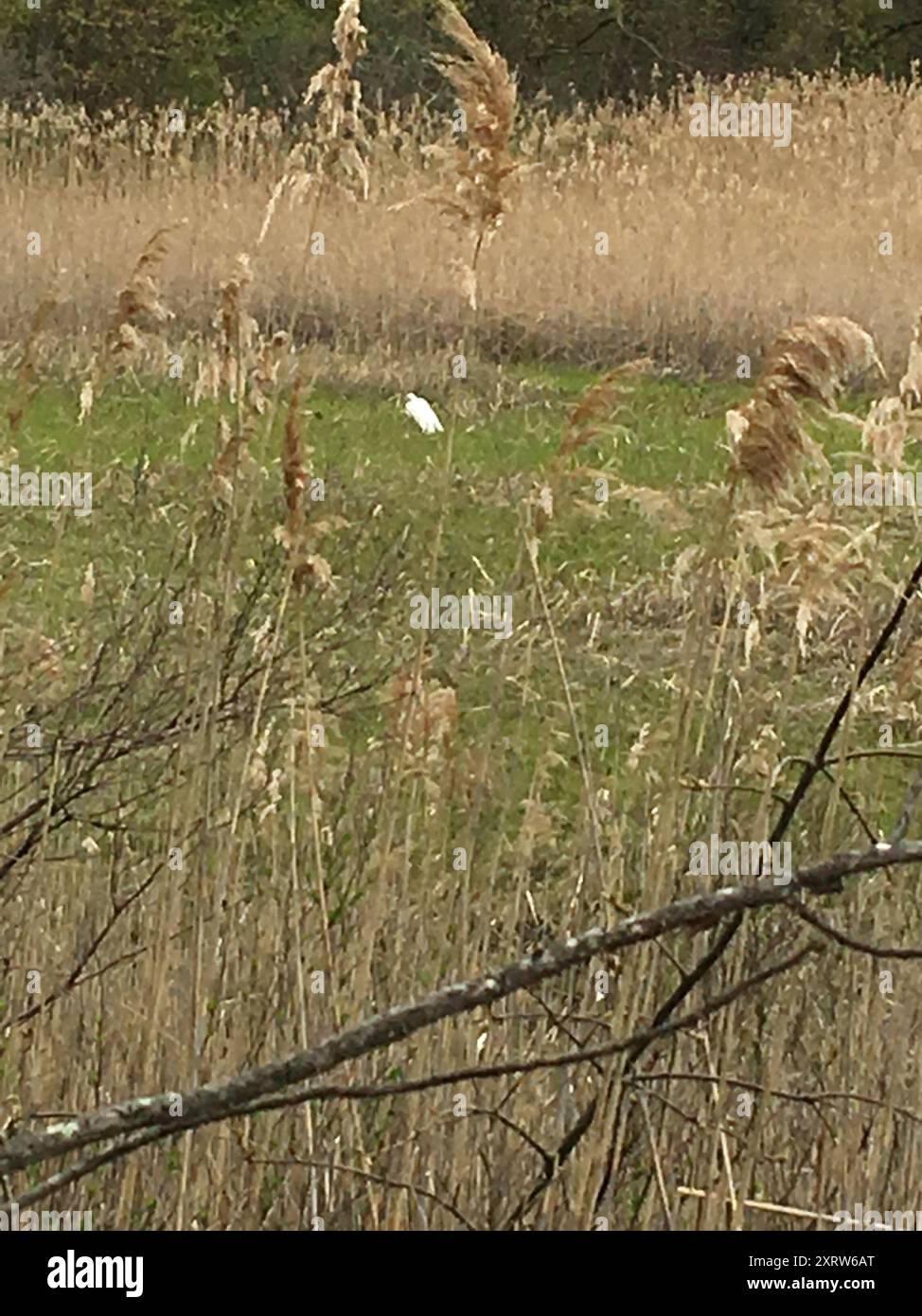 common reed (Phragmites australis) Plantae Stock Photo - Alamy