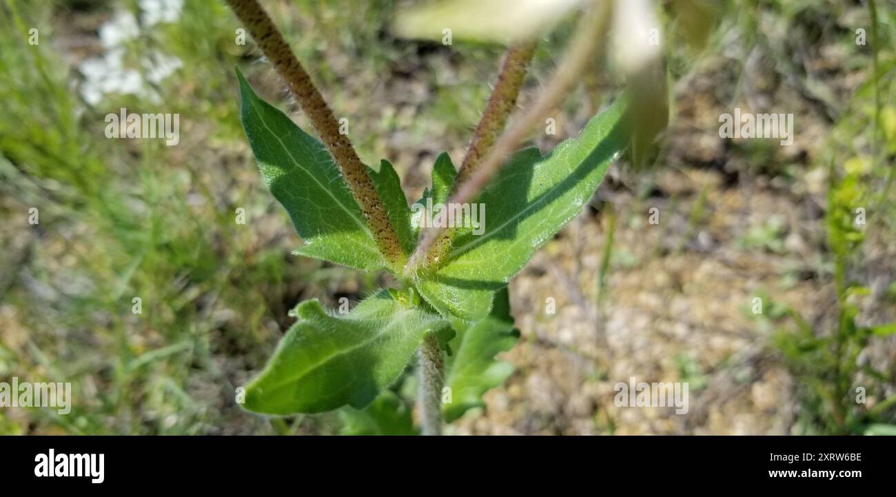 Texas yellow star (Lindheimera texana) Plantae Stock Photo - Alamy