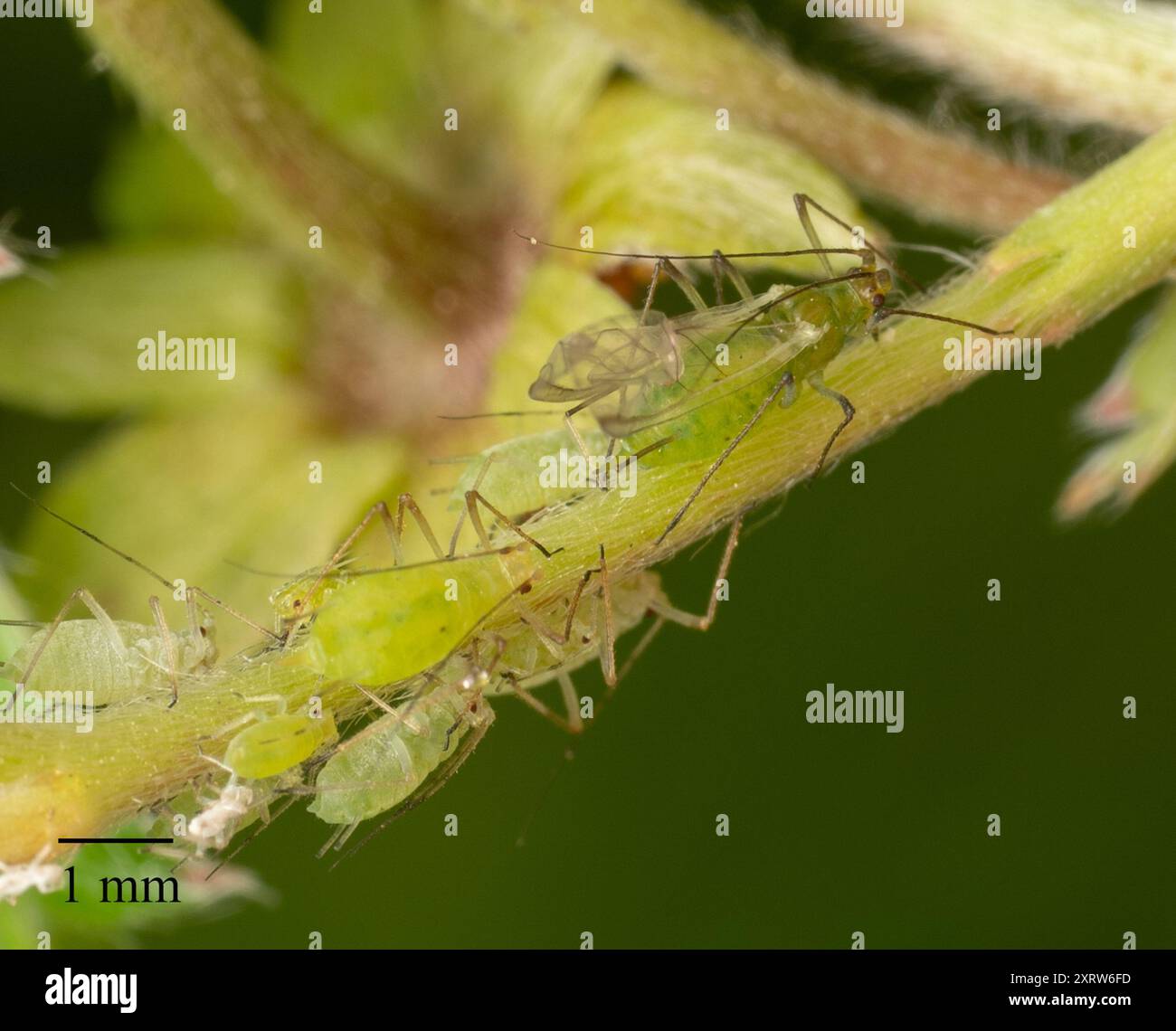 Potato Aphid (Macrosiphum euphorbiae) Insecta Stock Photo - Alamy