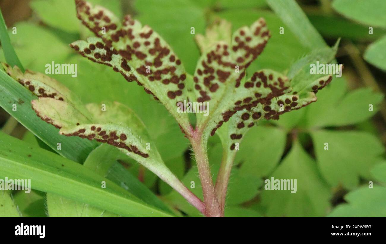 Wood anemone rust fungus (Tranzschelia anemones) Fungi Stock Photo - Alamy