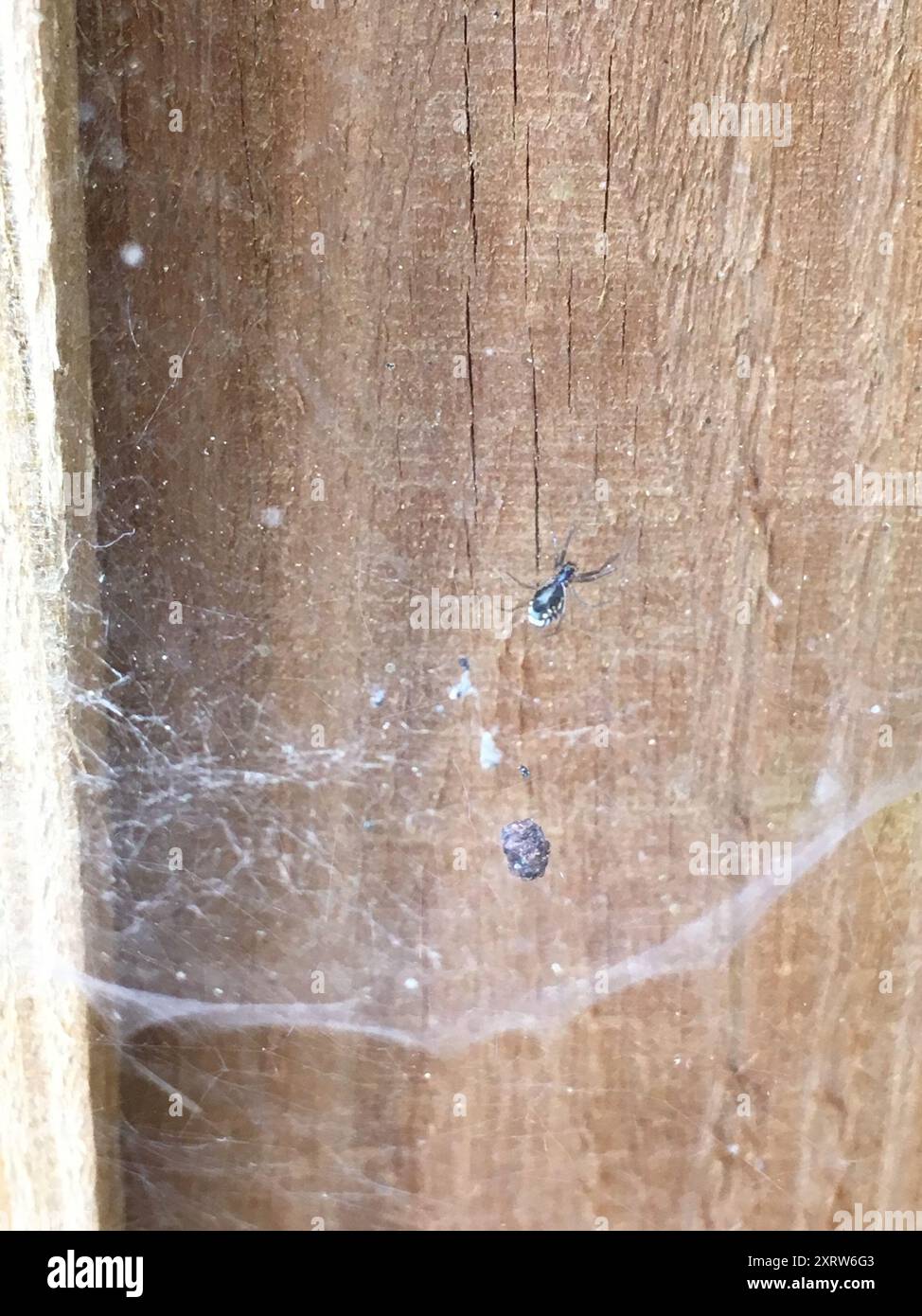 Sheetweb and Dwarf Weavers (Linyphiidae) Arachnida Stock Photo - Alamy