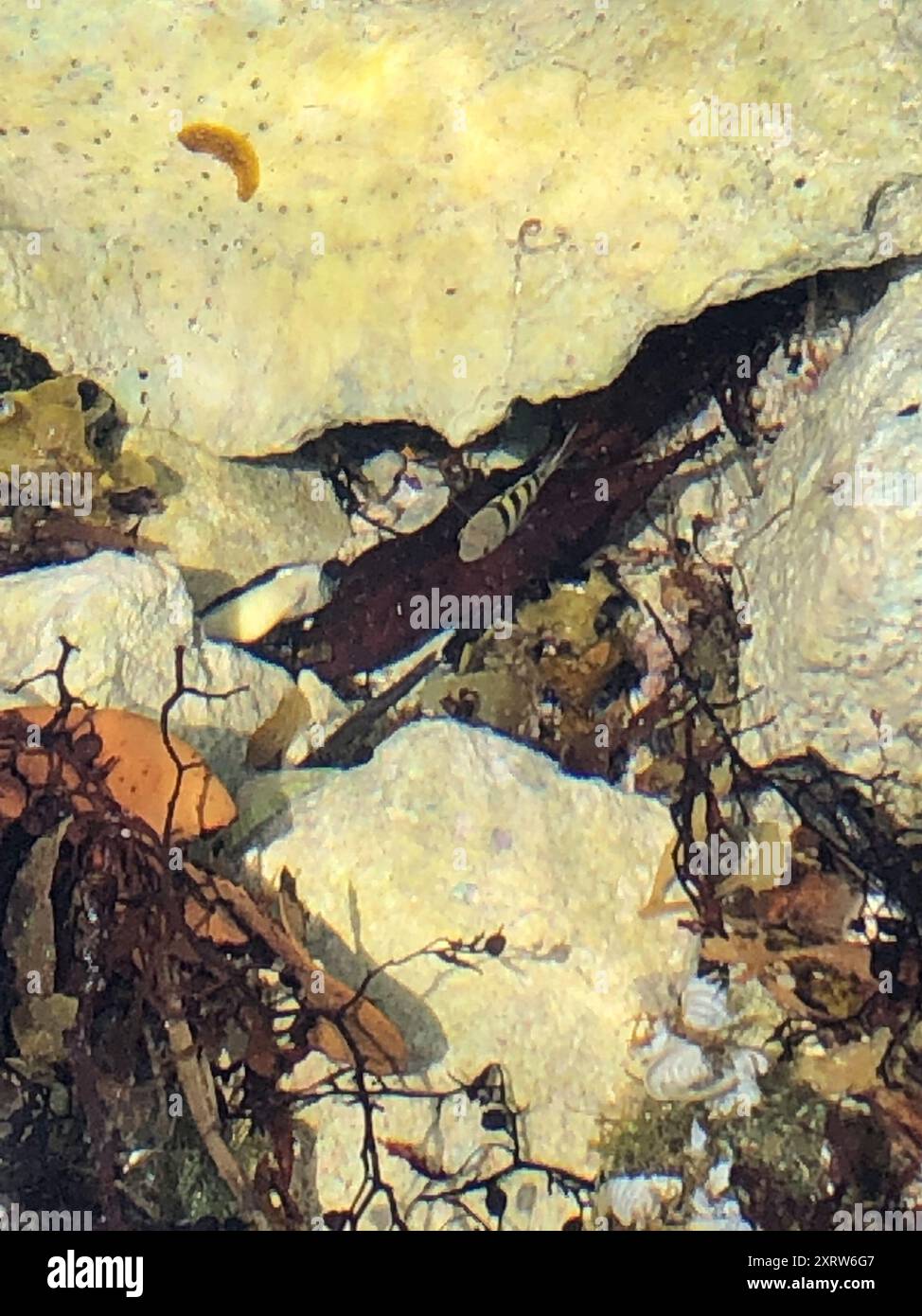 Atlantic Sergeant Major (Abudefduf saxatilis) Actinopterygii Stock ...