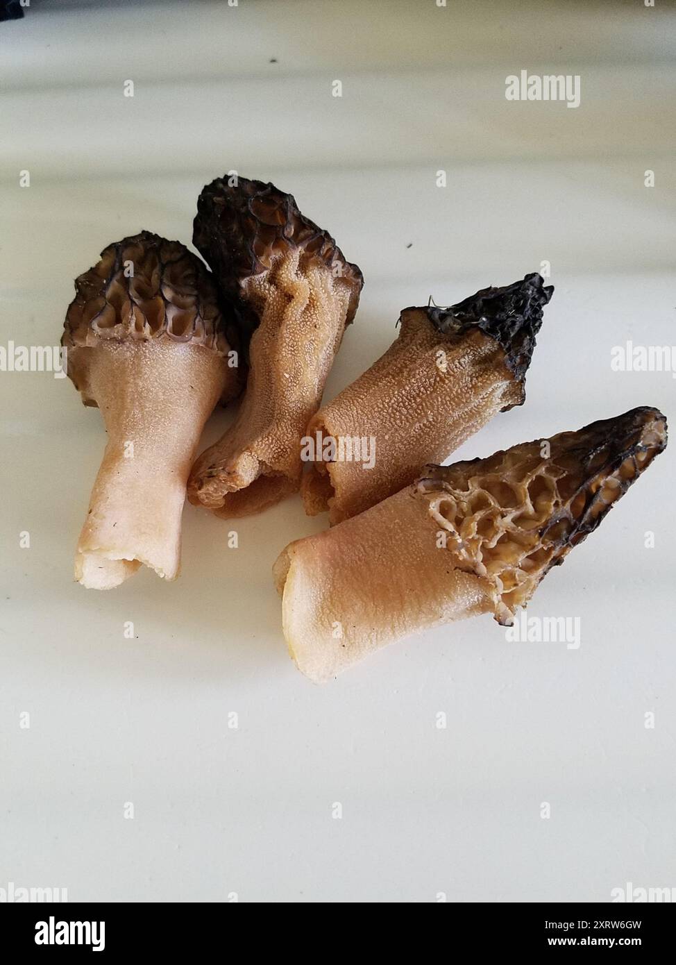 black morel (Morchella angusticeps) Fungi Stock Photo - Alamy