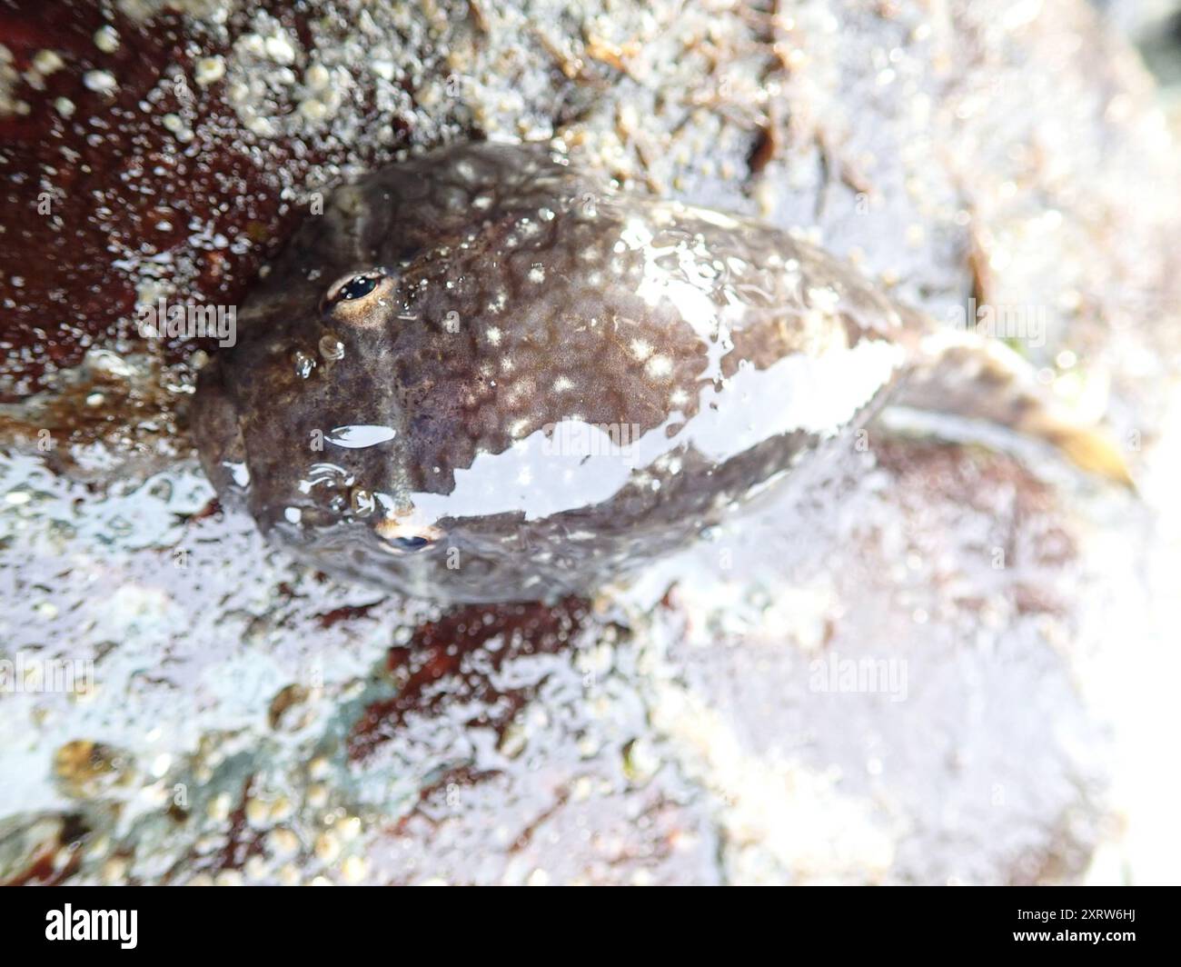 Northern Clingfish (Gobiesox maeandricus) Actinopterygii Stock Photo ...