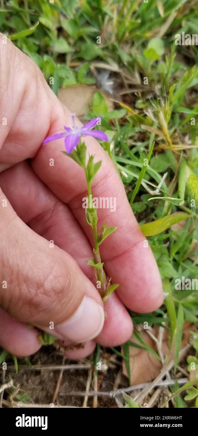 Venus's looking-glass (Triodanis biflora) Plantae Stock Photo - Alamy