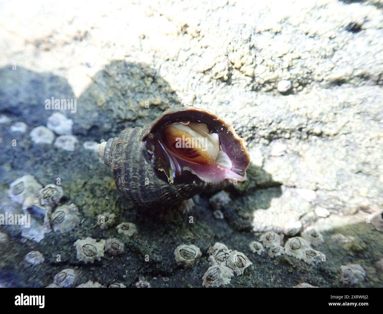 Striped Dogwinkle (Nucella ostrina) Mollusca Stock Photo - Alamy