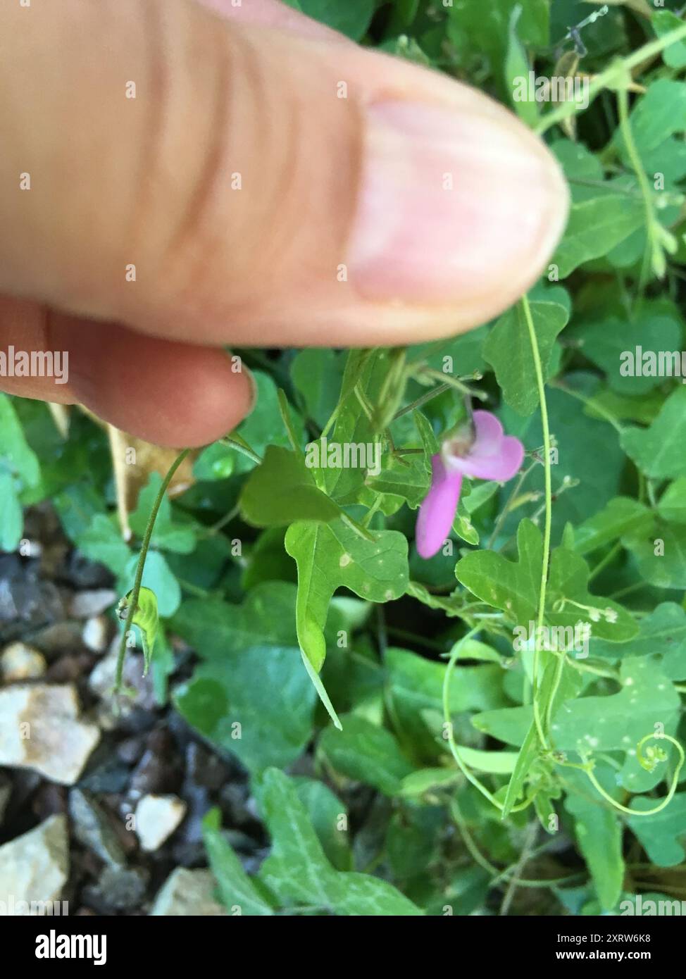 slimjim bean (Phaseolus filiformis) Plantae Stock Photo - Alamy