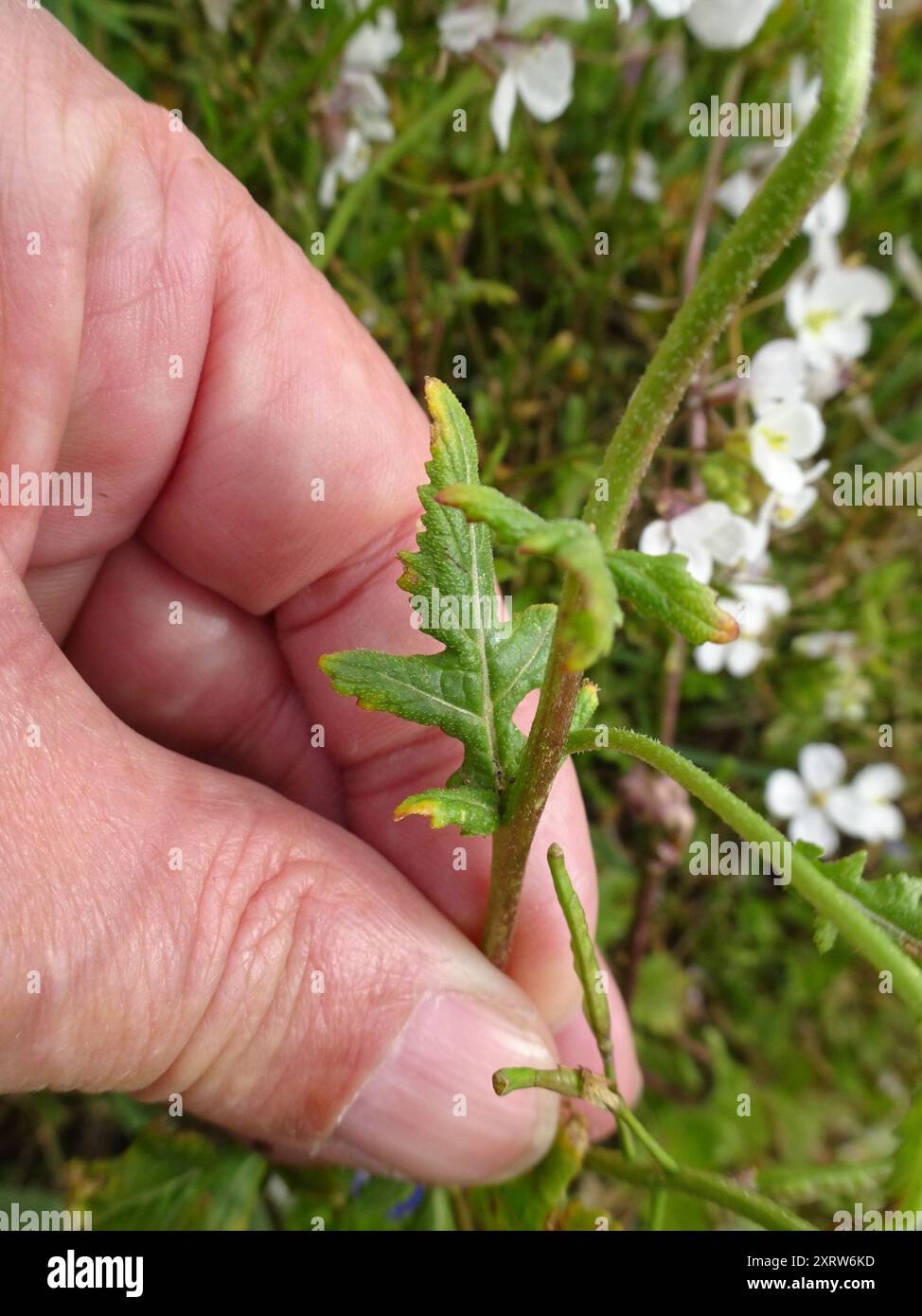 White Wall-rocket (Diplotaxis erucoides) Plantae Stock Photo - Alamy
