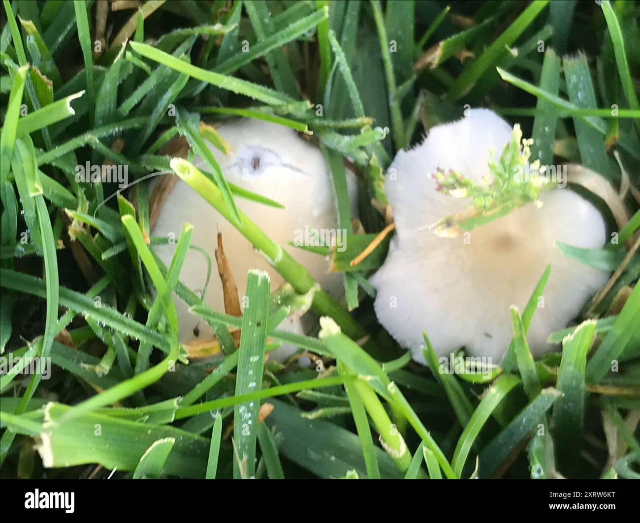 Pale Brittlestem (Candolleomyces candolleanus) Fungi Stock Photo - Alamy