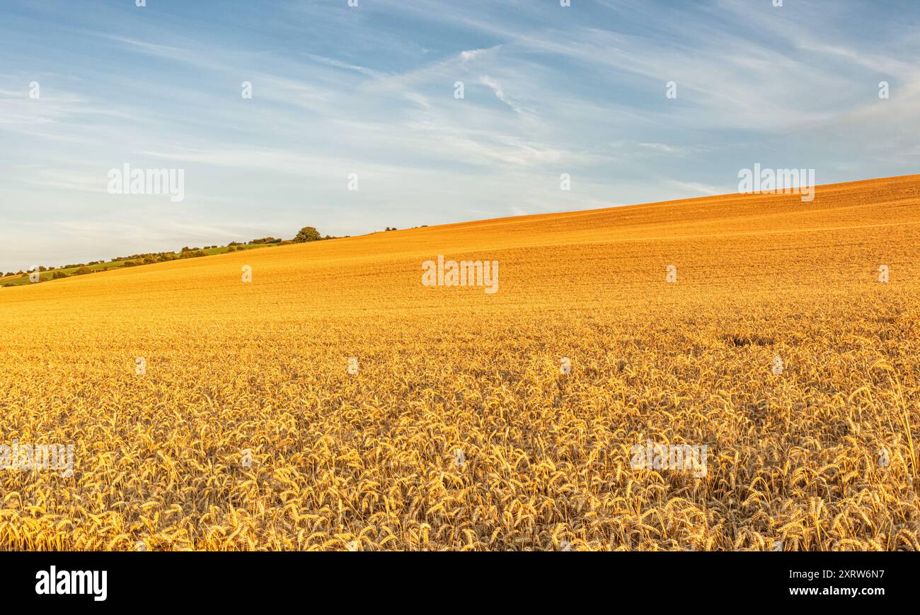 A steep sloping field of golden barley bathed in a low evening sunshine ...