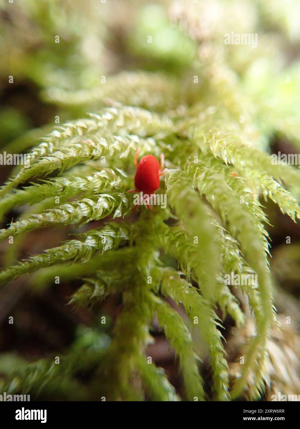 Sidewalk Mites (Balaustium) Arachnida Stock Photo - Alamy