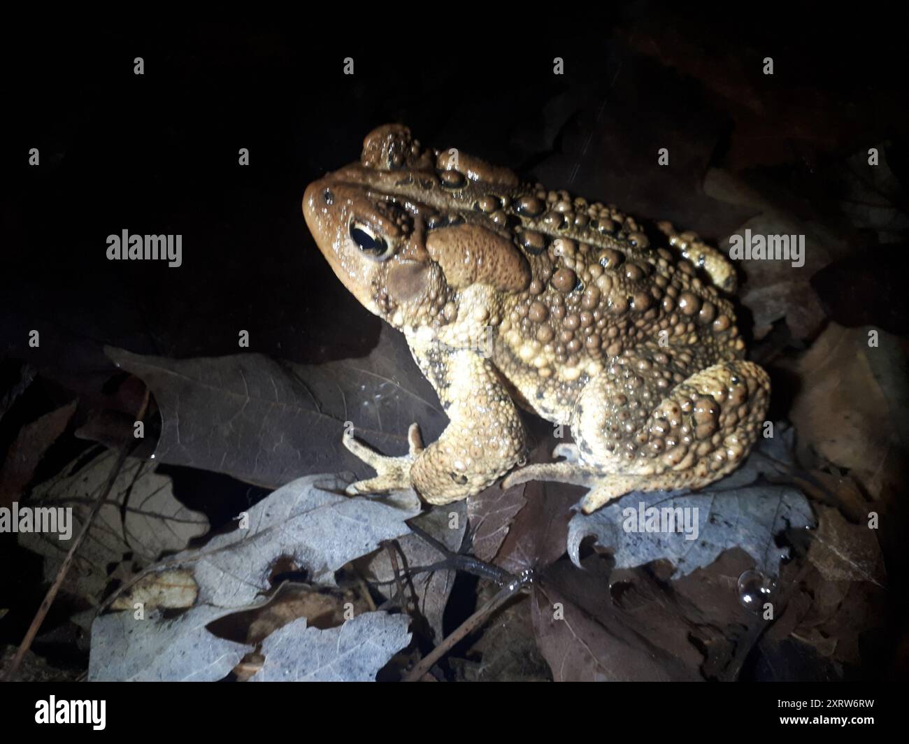 American Toad (Anaxyrus americanus) Amphibia Stock Photo - Alamy