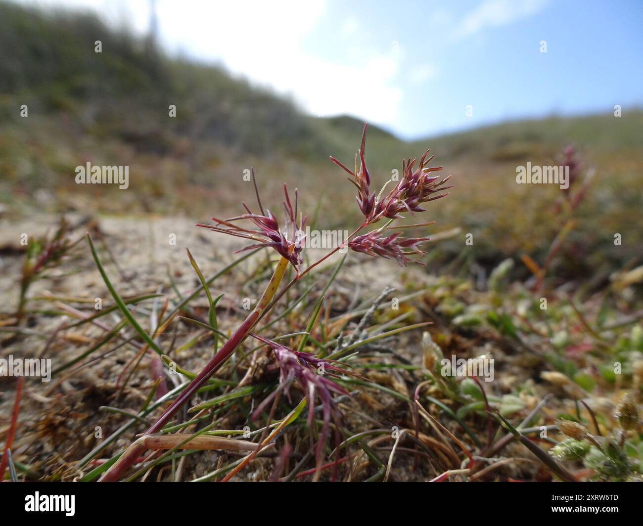 Bulbous Bluegrass (Poa bulbosa) Plantae Stock Photo - Alamy