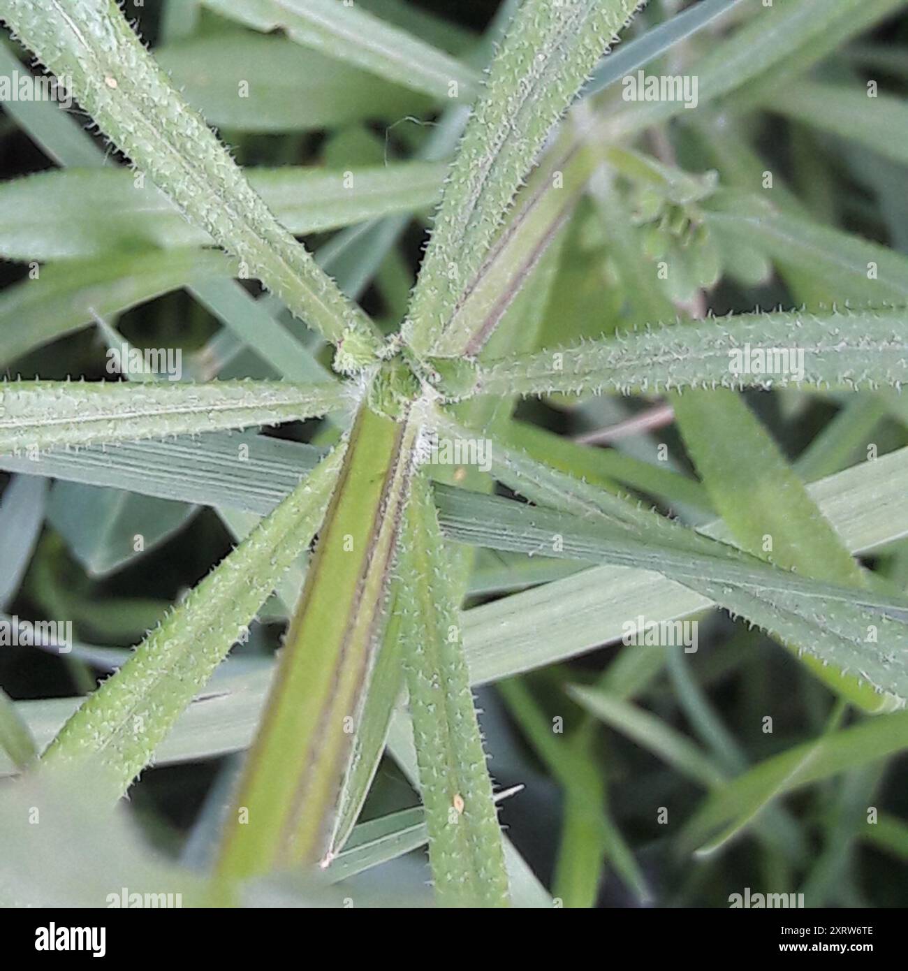 catchweed bedstraw (Galium aparine) Plantae Stock Photo - Alamy