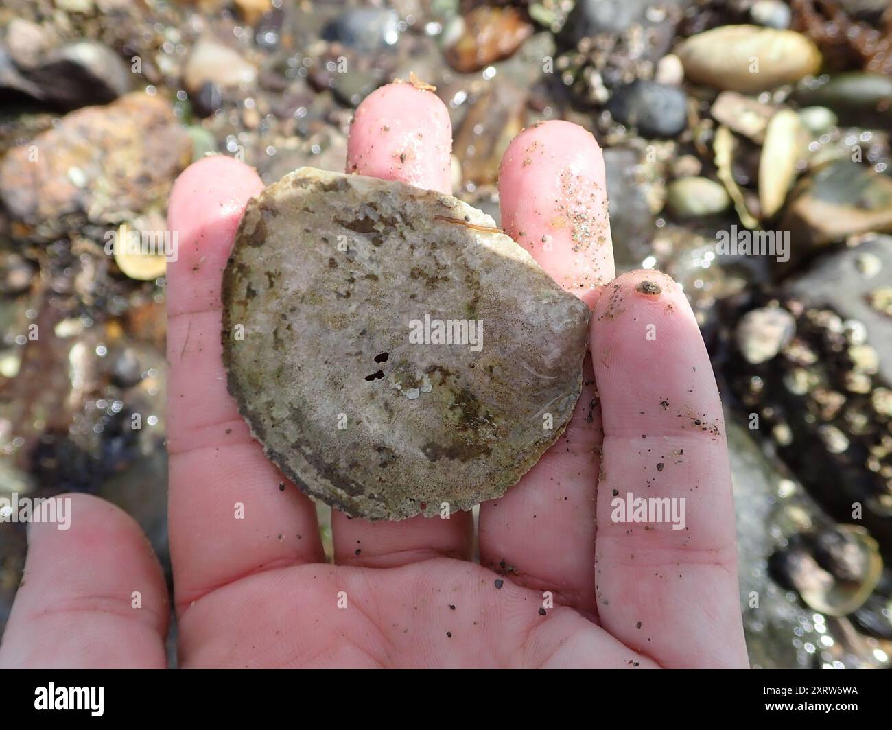 European Flat Oyster (Ostrea edulis) Mollusca Stock Photo - Alamy