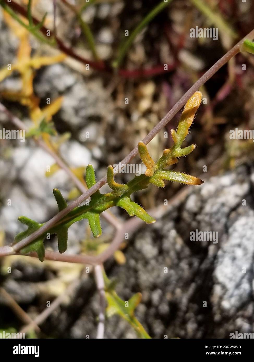 Whitestem Blazingstar (Mentzelia albicaulis) Plantae Stock Photo - Alamy