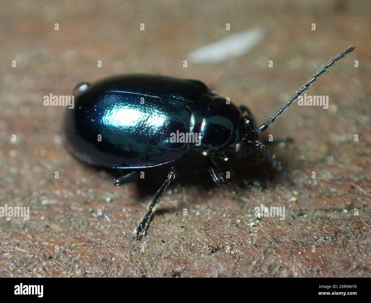 Grape Flea Beetle (Altica chalybea) Insecta Stock Photo - Alamy