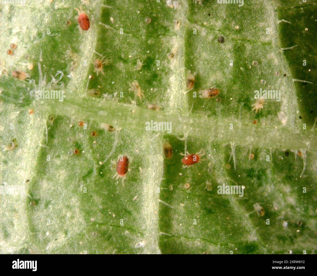 Twospotted Spider Mite (Tetranychus urticae) Arachnida Stock Photo - Alamy