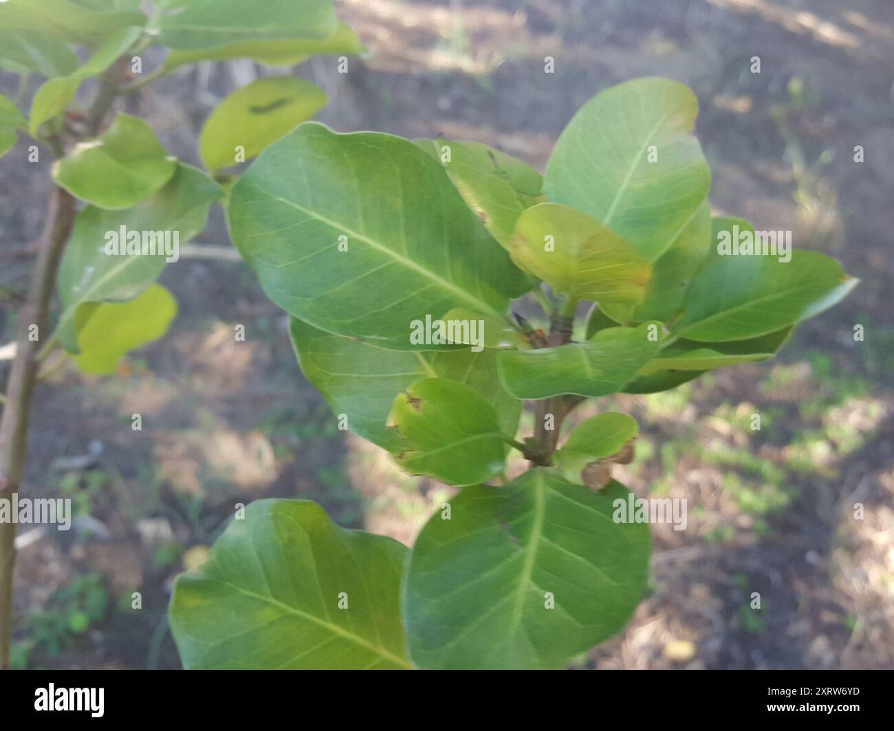 Common Wild Fig (Ficus burkei) Plantae Stock Photo - Alamy