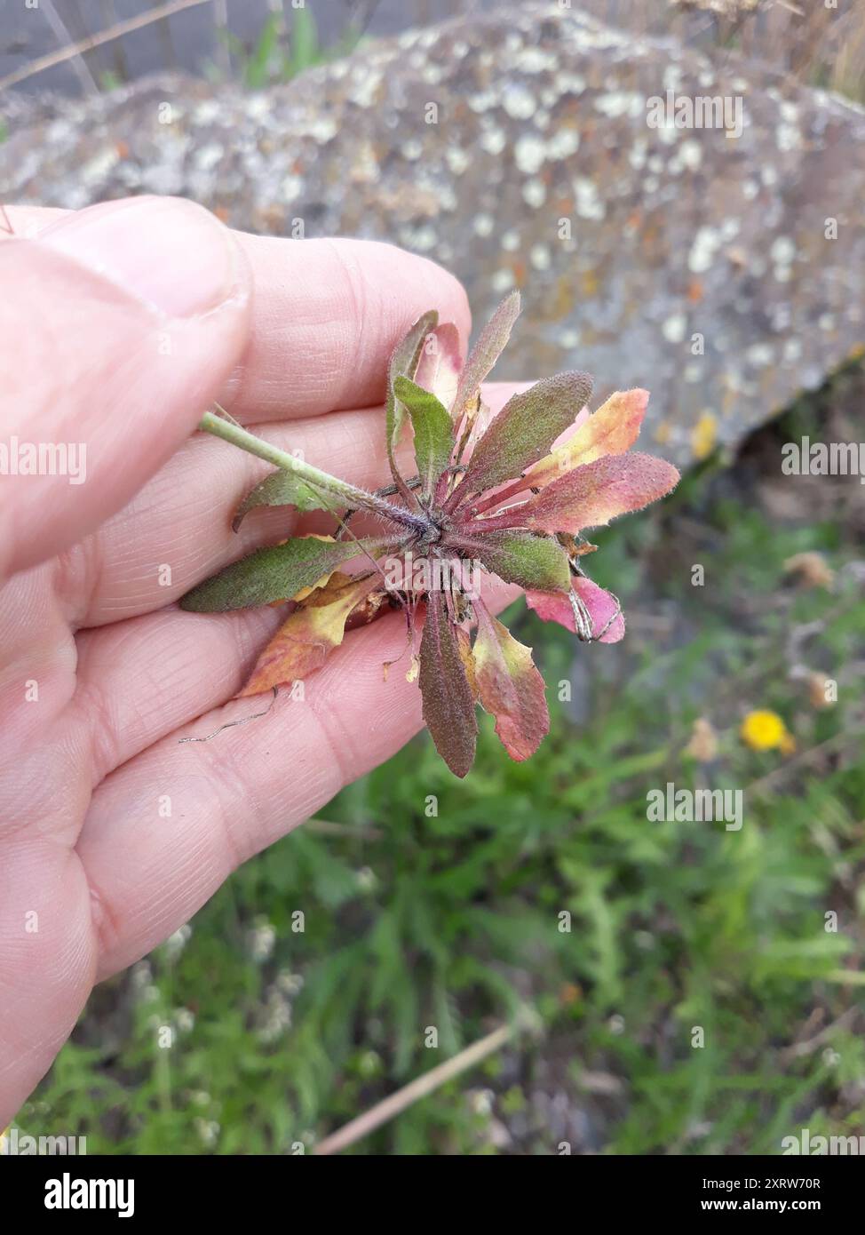 mouse-ear cress (Arabidopsis thaliana) Plantae Stock Photo - Alamy