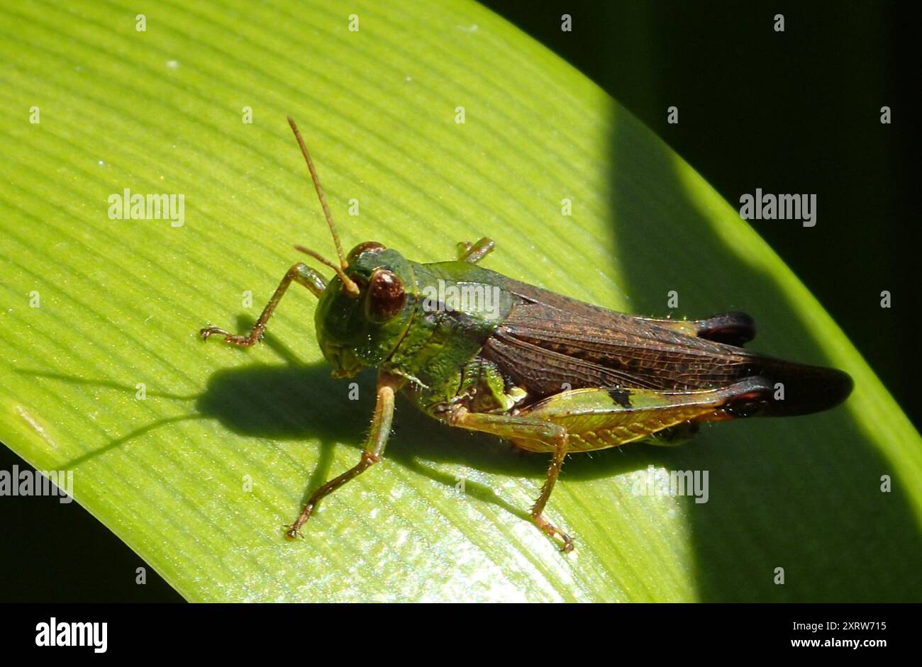 Wingless Grasshopper (Phaulacridium vittatum) Insecta Stock Photo - Alamy