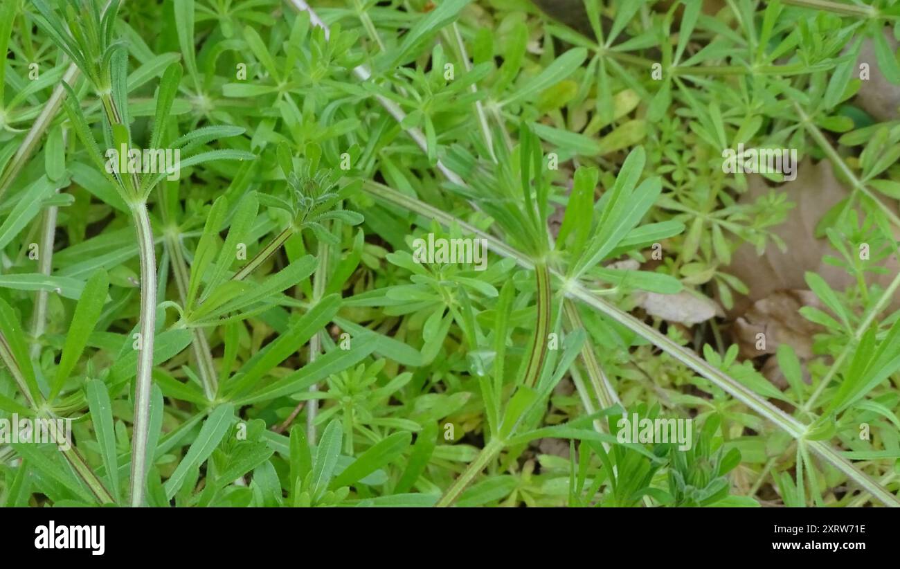 catchweed bedstraw (Galium aparine) Plantae Stock Photo - Alamy