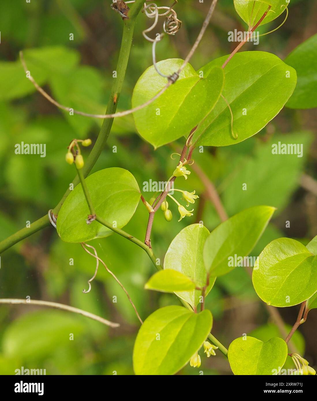 roundleaf greenbrier (Smilax rotundifolia) Plantae Stock Photo - Alamy