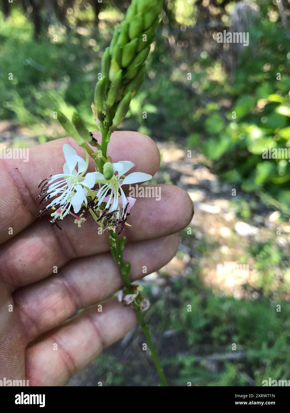 roadside gaura (Oenothera suffulta) Plantae Stock Photo - Alamy