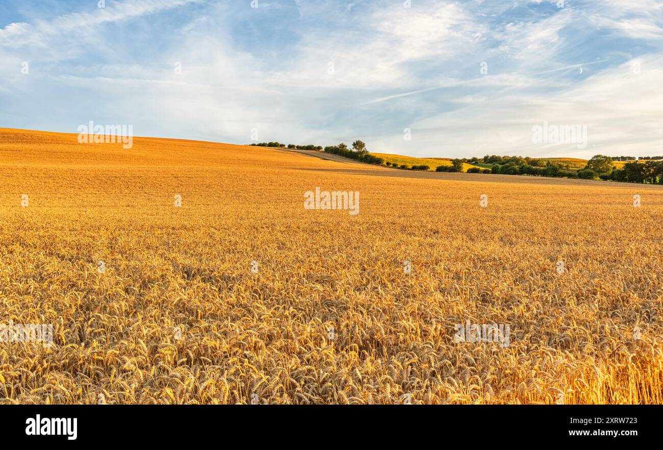 A steep sloping field of golden barley bathed in a low evening sunshine ...