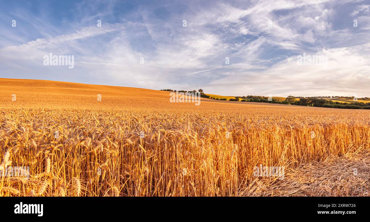 A steep sloping field of golden barley bathed in a low evening sunshine ...