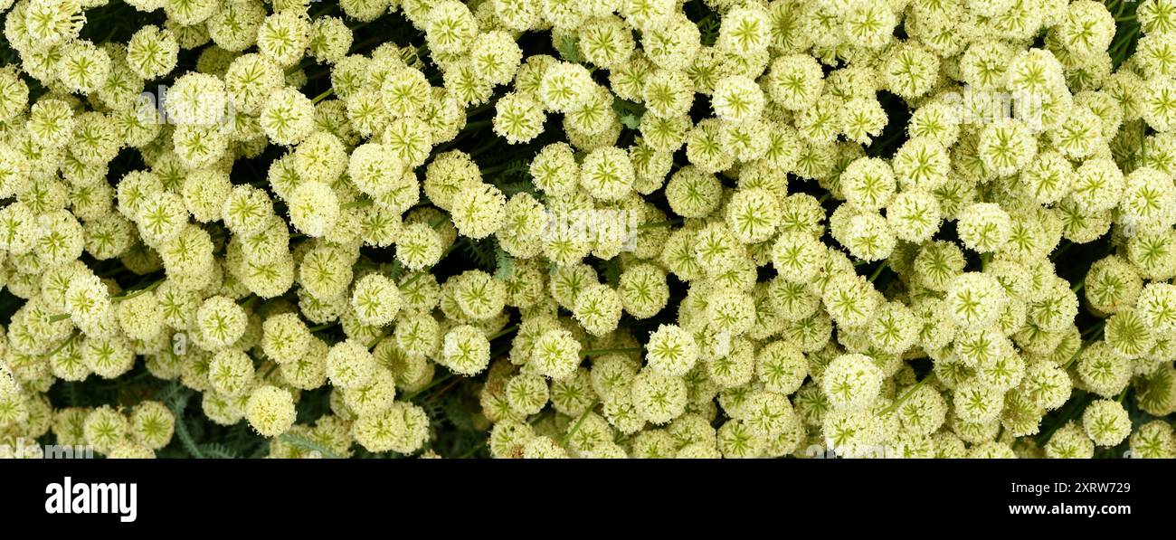 Closeup of the button shaped flowers of Santolina Edward Bowles Stock ...