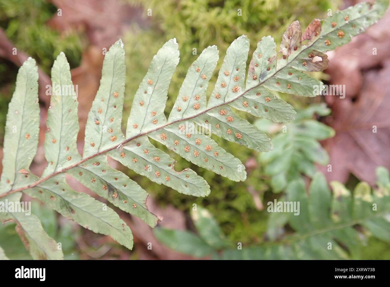polypody ferns (Polypodium) Plantae Stock Photo - Alamy
