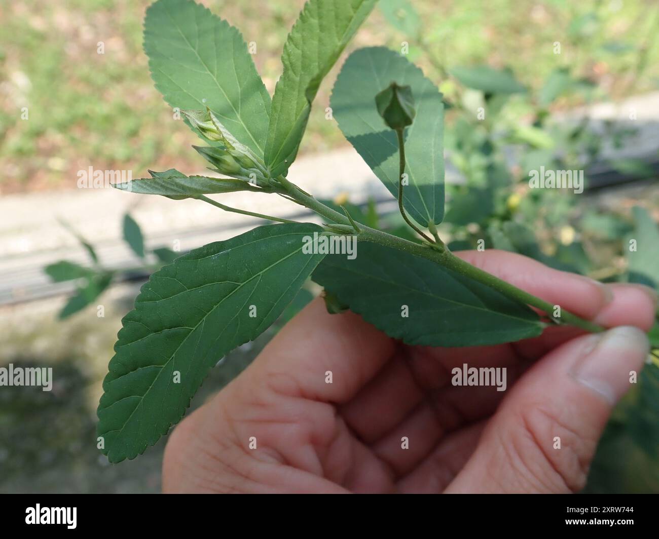 Cuban jute (Sida rhombifolia) Plantae Stock Photo - Alamy