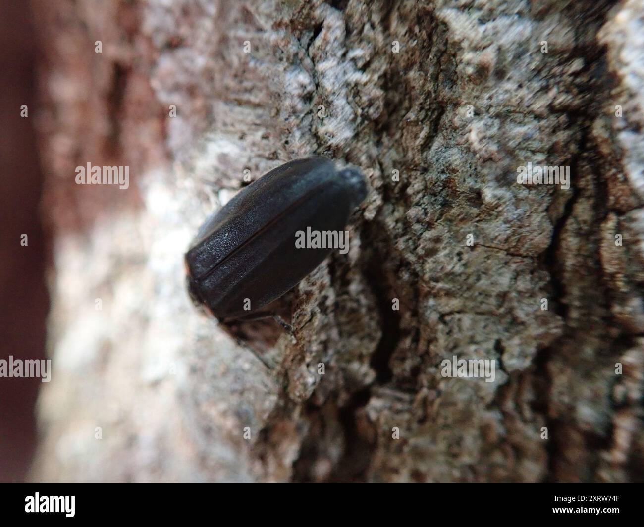 Winter Firefly (Ellychnia corrusca) Insecta Stock Photo - Alamy