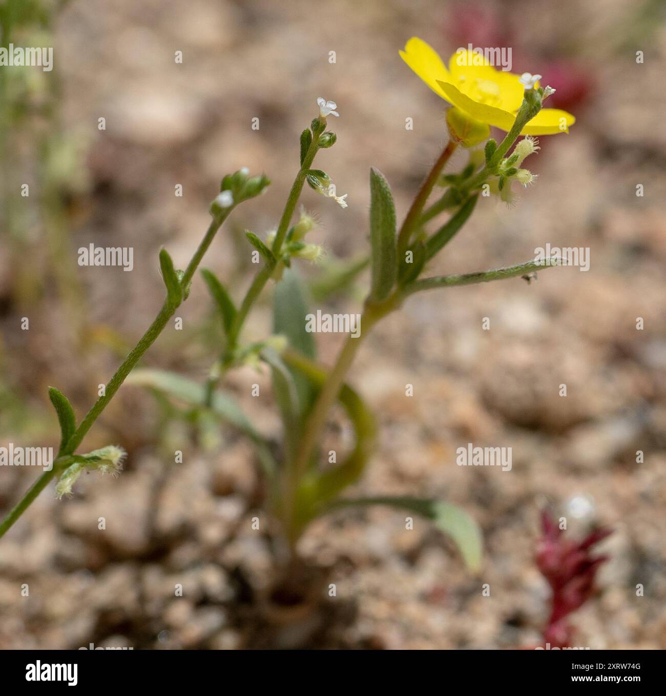 evening primrose family (Onagraceae) Plantae Stock Photo - Alamy