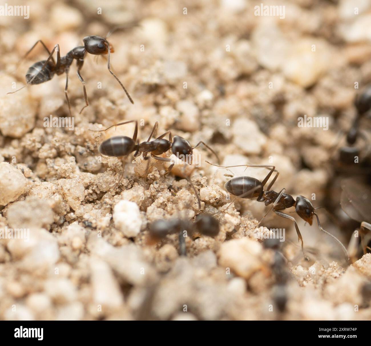 Crazy Pyramid Ant (Dorymyrmex insanus) Insecta Stock Photo - Alamy