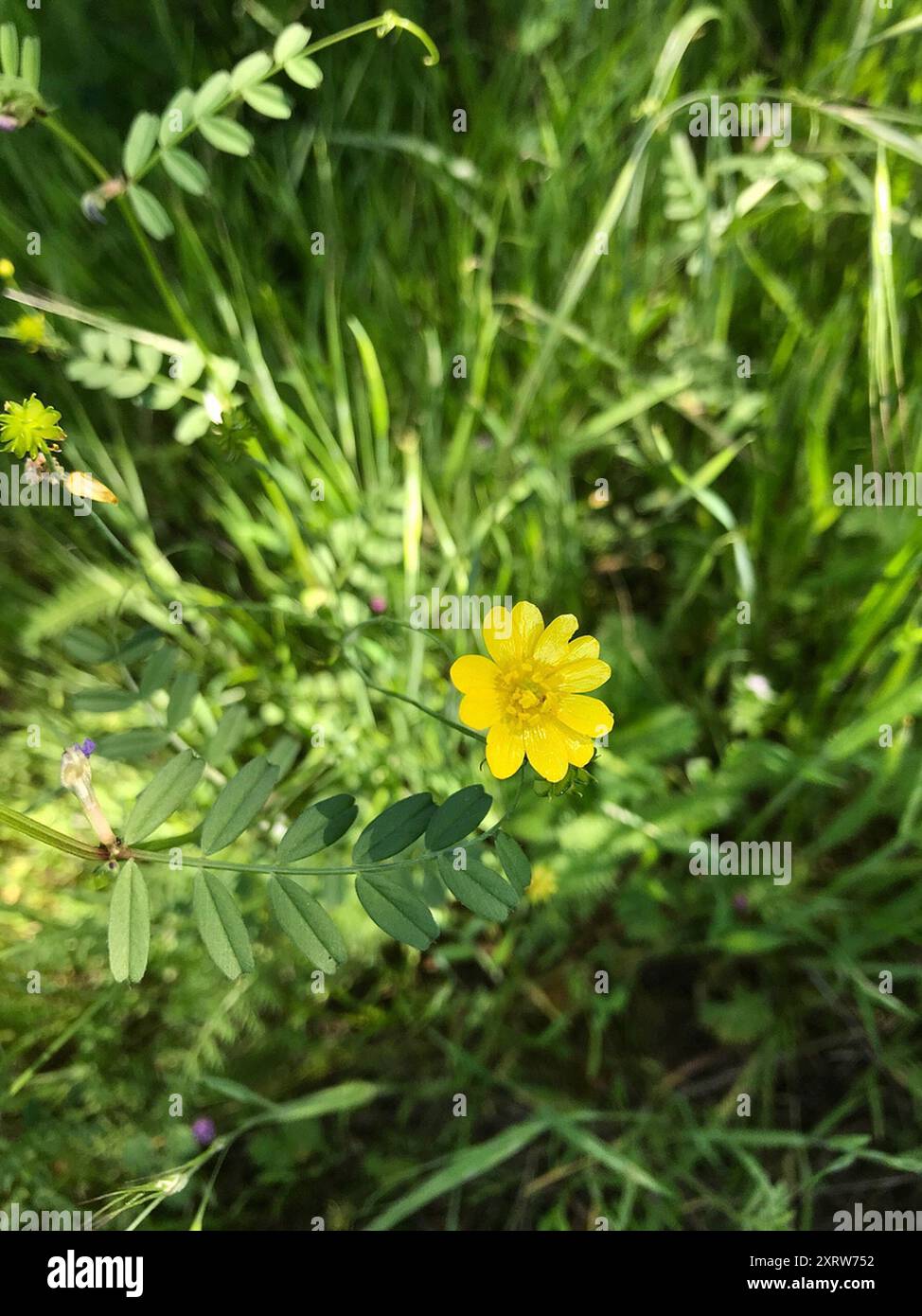 California buttercup (Ranunculus californicus) Plantae Stock Photo - Alamy